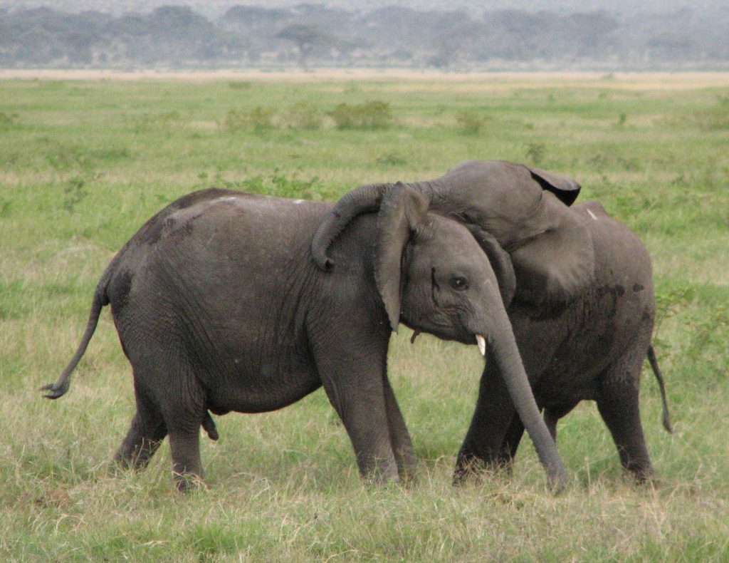 Animals Who Survived Extinction and Got Rediscovered | DailyForest