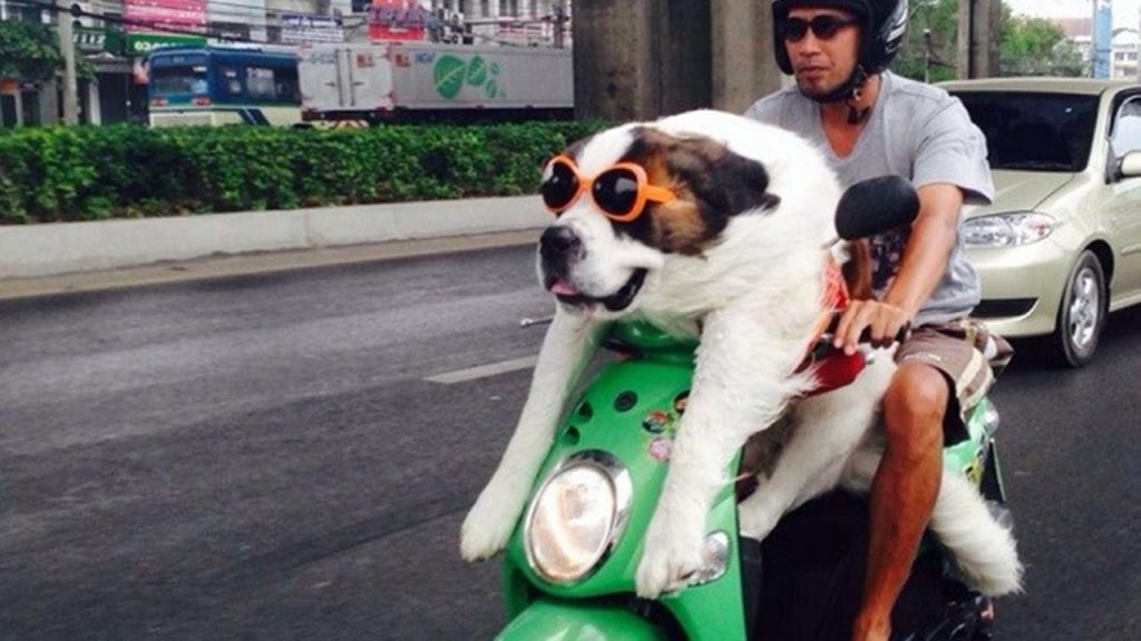 18 Craziest Things EVER Carried on a Bike! | DailyForest