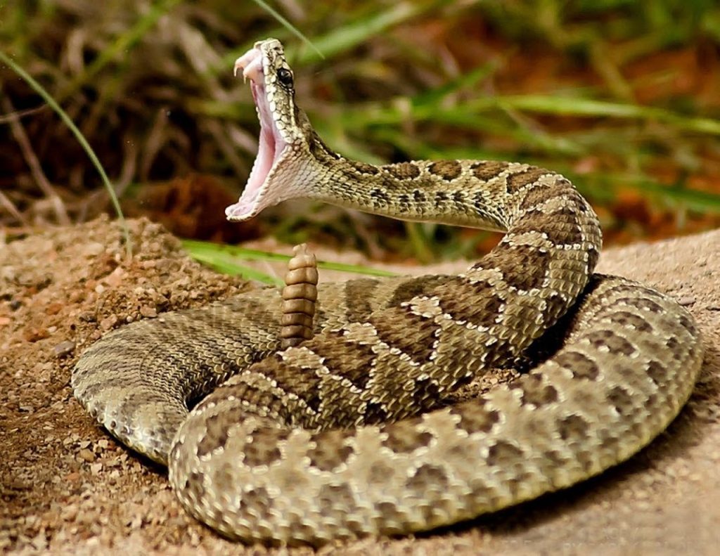 The Deadliest Snakes in the World | DailyForest