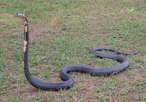 The Deadliest Snakes In The World Dailyforest