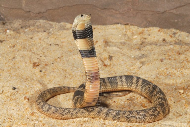 The Deadliest Snakes In The World Dailyforest