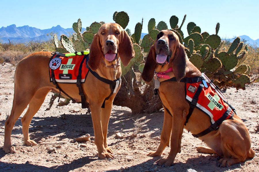 Facts About Search And Rescue Dogs You ll Want To Know DailyForest
