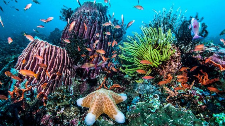 This Tiny Corner Of The World Reports Thriving Coral Reefs | DailyForest