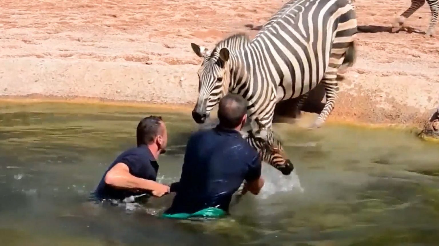 Mother Zebra’s Reaction Goes Viral After Witnessing Her Newborn Nearly ...