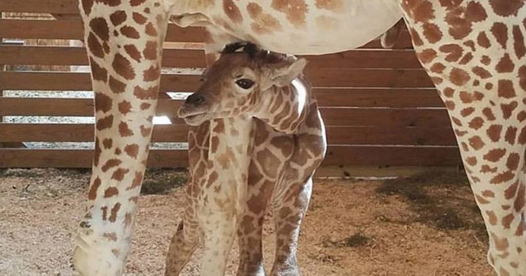 Mother Zebra’s Reaction Goes Viral After Witnessing Her Newborn Nearly ...