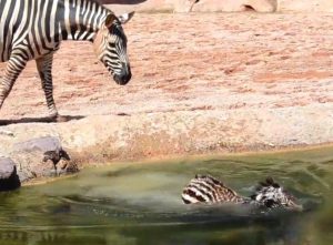 Mother Zebra’s Reaction Goes Viral After Witnessing Her Newborn Nearly ...