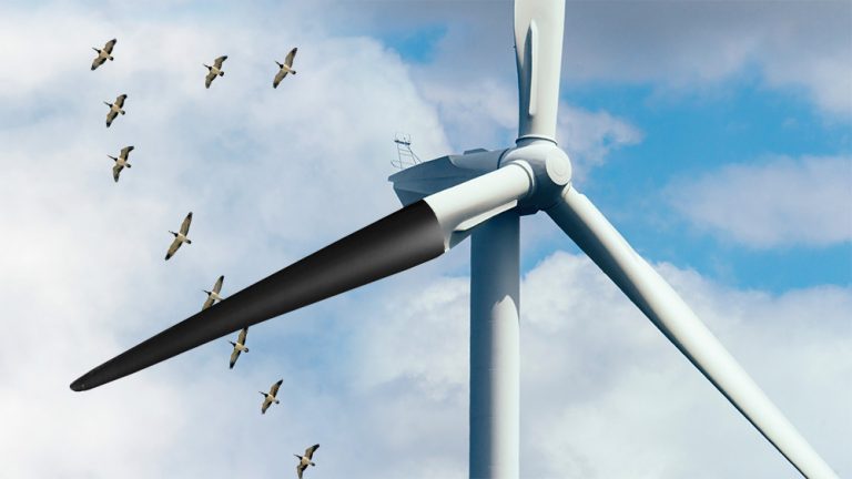 Why Painting Wind Turbine Blades Can Save Birds' Lives | DailyForest