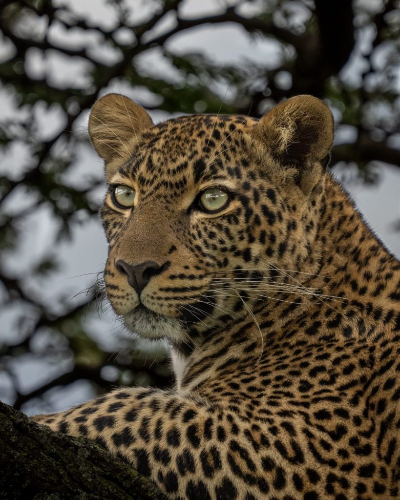Farmer Wants to Know Why Leopard Visits Cow Each Night | DailyForest