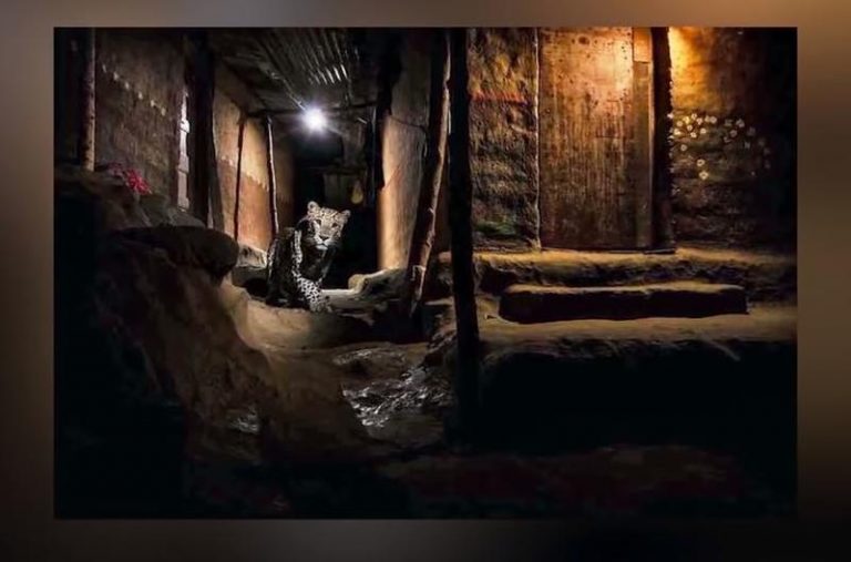 Farmer Wants to Know Why Leopard Visits Cow Each Night | DailyForest