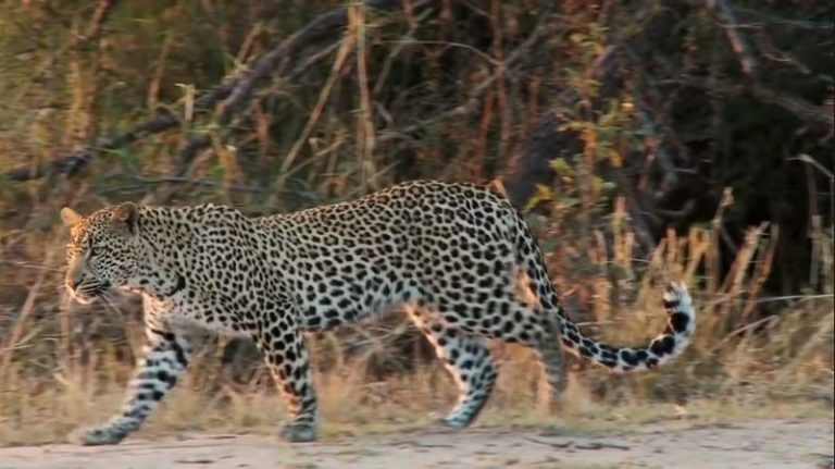 Farmer Wants to Know Why Leopard Visits Cow Each Night | DailyForest