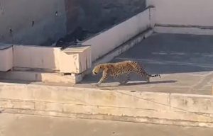 Farmer Wants to Know Why Leopard Visits Cow Each Night | DailyForest