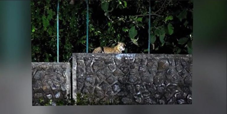 Farmer Wants to Know Why Leopard Visits Cow Each Night | DailyForest