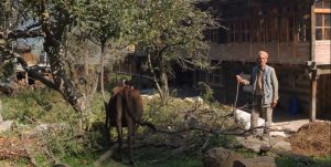 Farmer Wants to Know Why Leopard Visits Cow Each Night | DailyForest