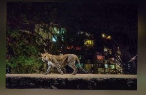 Farmer Wants to Know Why Leopard Visits Cow Each Night | DailyForest