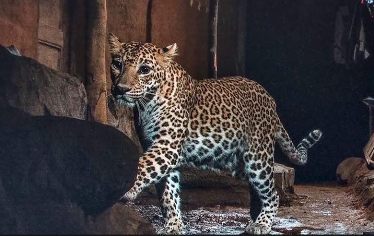 Farmer Wants to Know Why Leopard Visits Cow Each Night | DailyForest