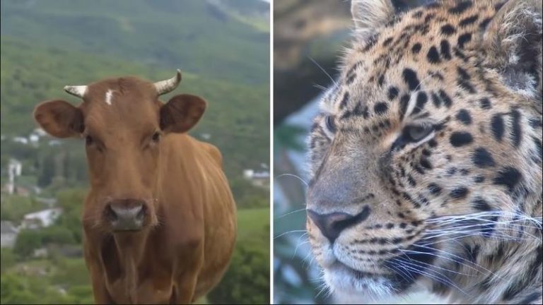 Farmer Wants to Know Why Leopard Visits Cow Each Night | DailyForest