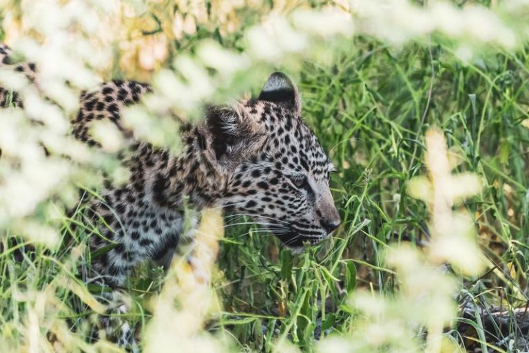 Farmer Wants to Know Why Leopard Visits Cow Each Night | DailyForest