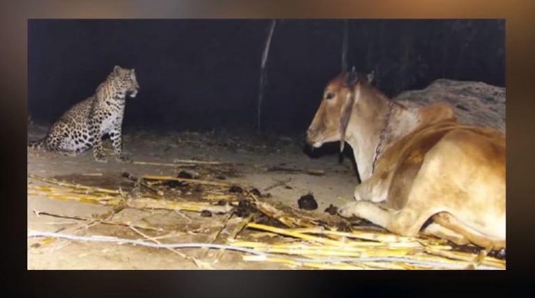Farmer Wants to Know Why Leopard Visits Cow Each Night | DailyForest