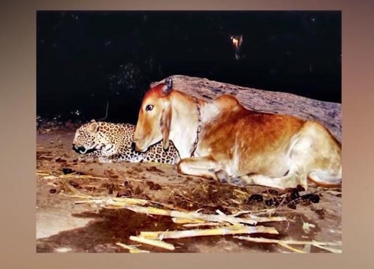 Farmer Wants to Know Why Leopard Visits Cow Each Night | DailyForest