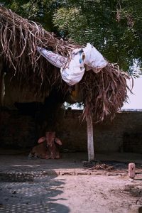 Farmer Wants to Know Why Leopard Visits Cow Each Night | DailyForest