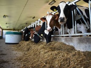 Farmer Wants to Know Why Leopard Visits Cow Each Night | DailyForest