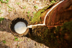 How Rubber Is Extracted From Trees To Become Products That We Use Every ...